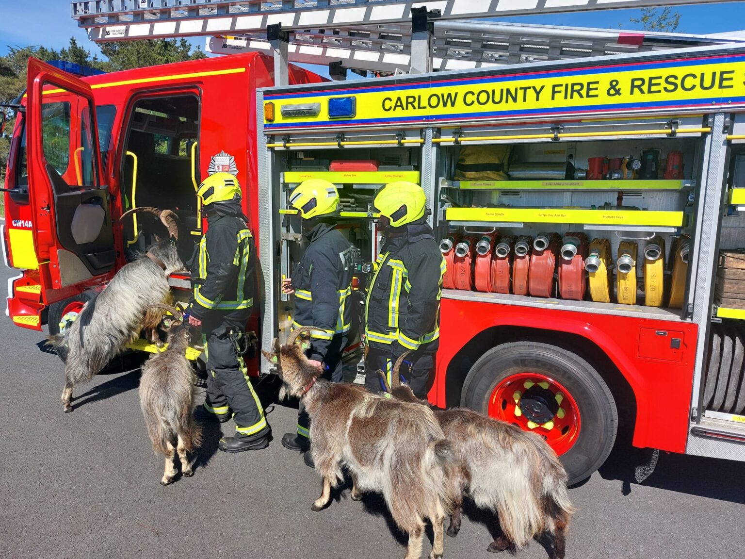 Hacketstown's Firefighting Goats help deliver Fire Safety Messages ...